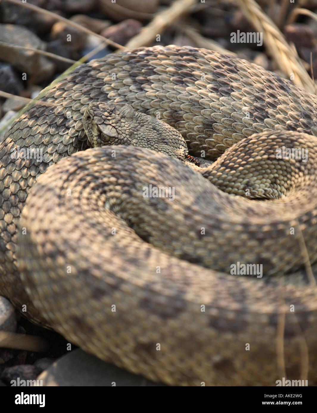 Woodlands saskatchewan hi-res stock photography and images - Alamy