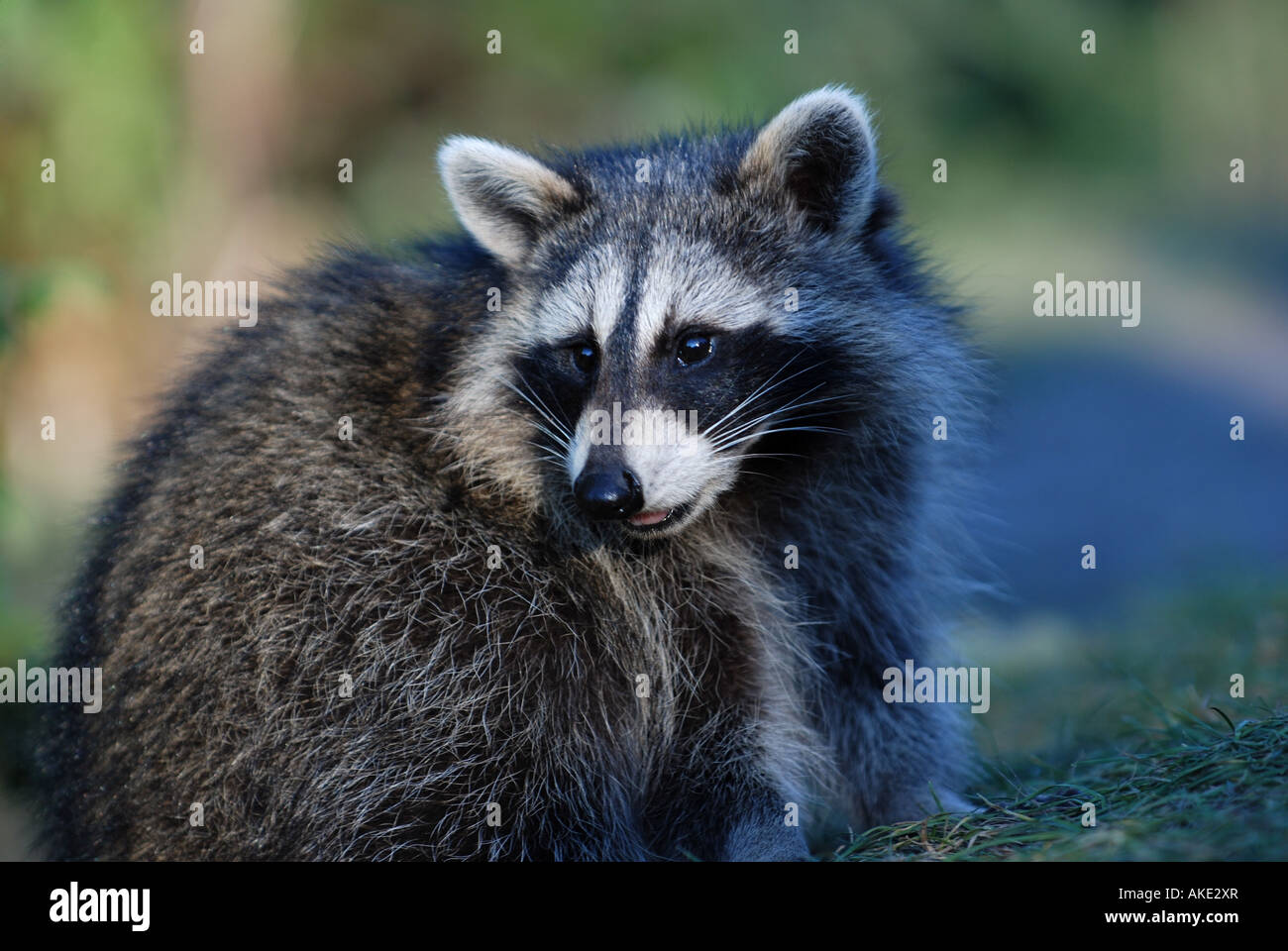 Raccoon Quebec Canada Stock Photo - Alamy