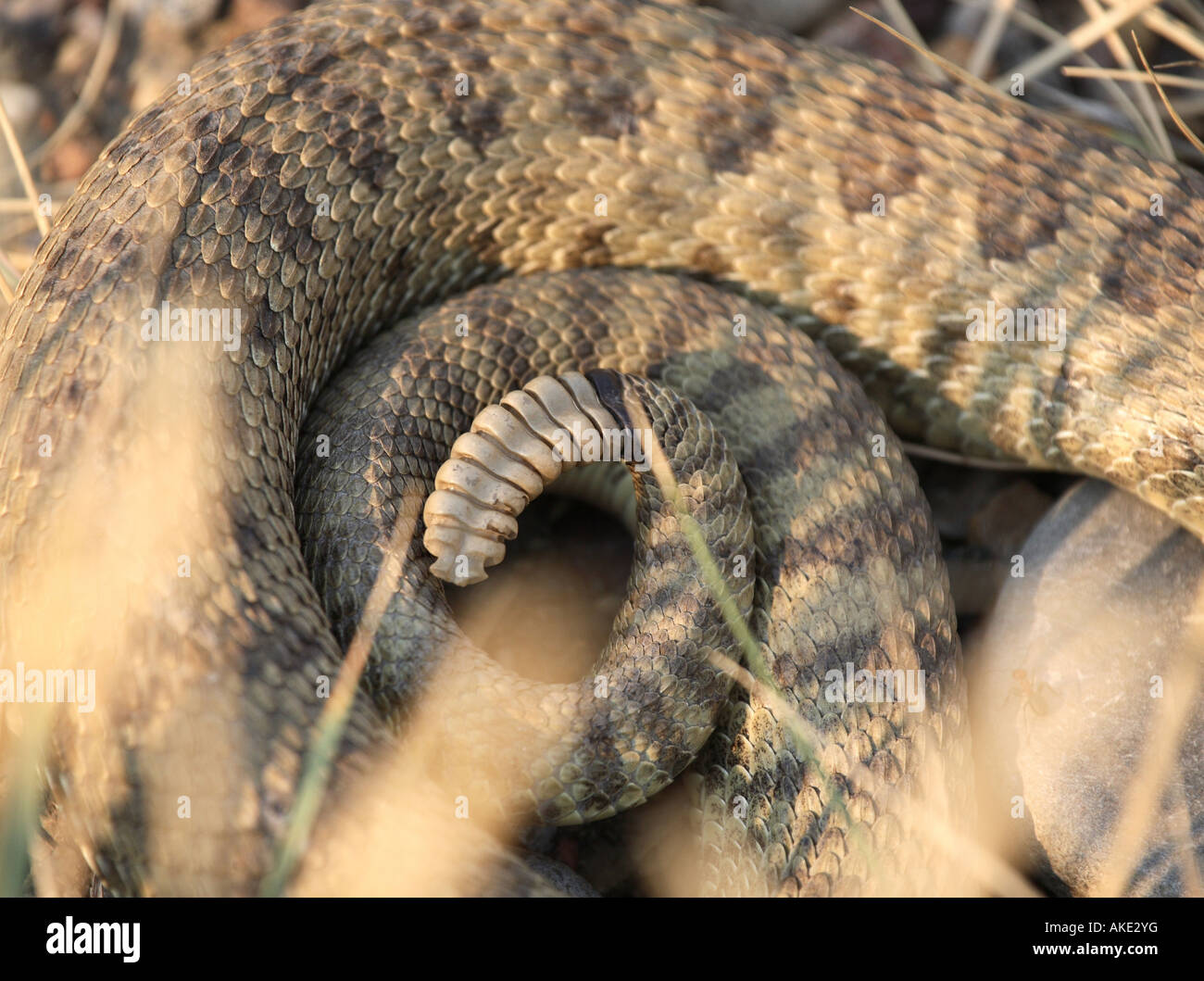 Rattlesnake curled beside a Saskatchewan road Stock Photo - Alamy