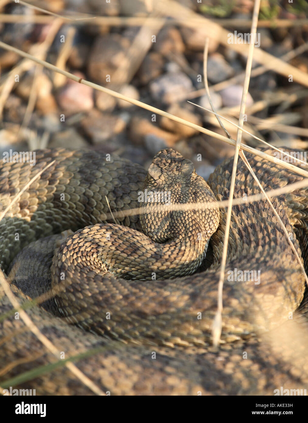 Rattlesnake curled beside a Saskatchewan road Stock Photo - Alamy