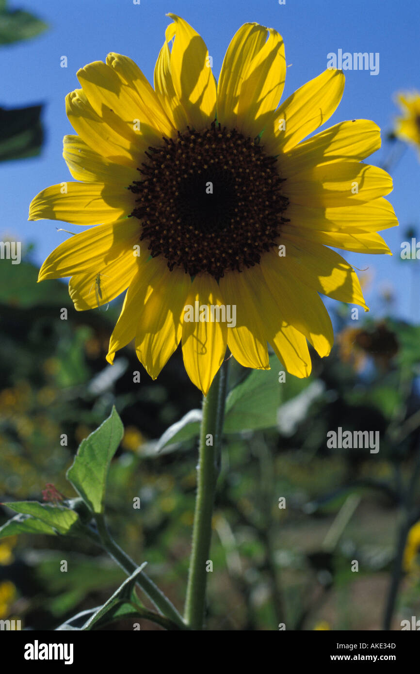 Common Sunflower Helianthus annuus Stock Photo - Alamy