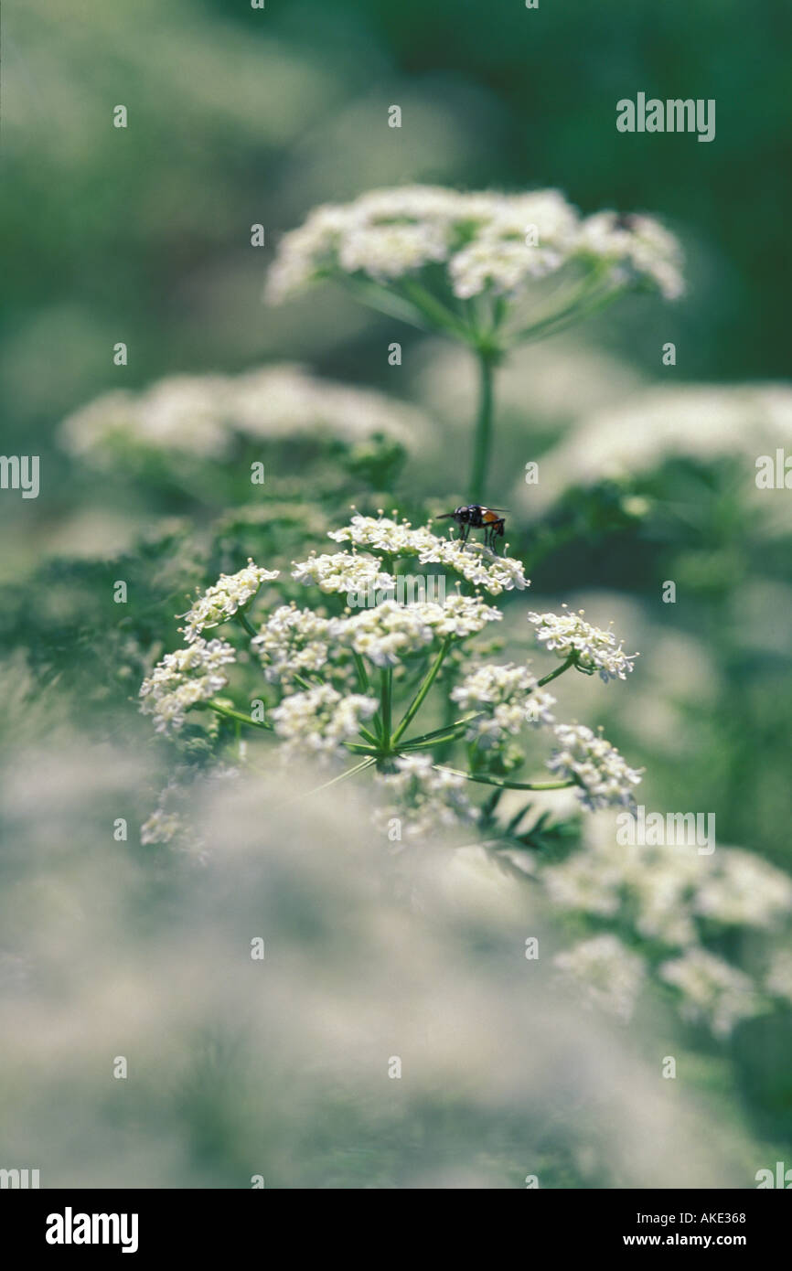 Pollinator on Queen Anne's Lace Daucus carota Stock Photo - Alamy