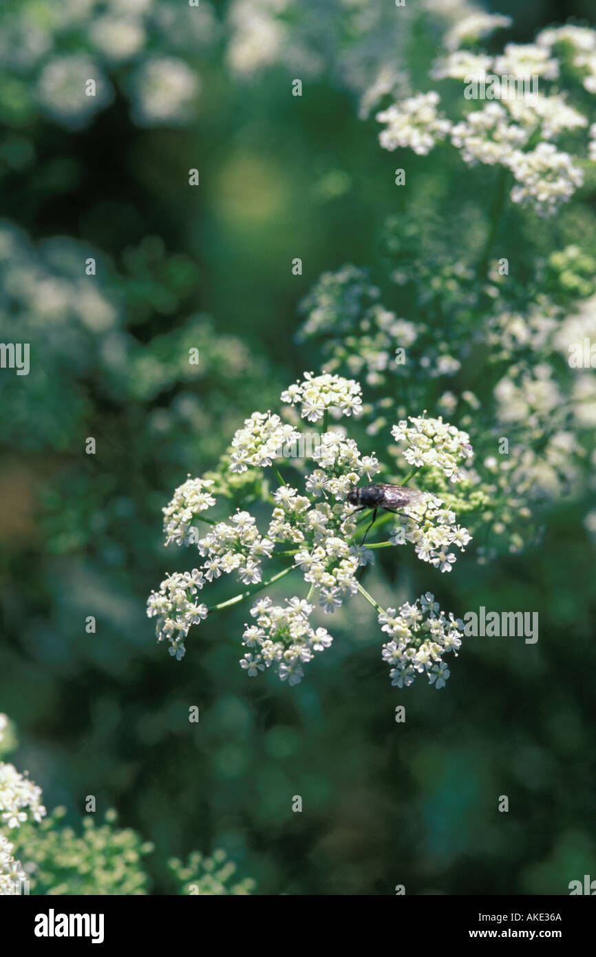 Pollinator on Queen Anne's Lace Daucus carota Stock Photo - Alamy