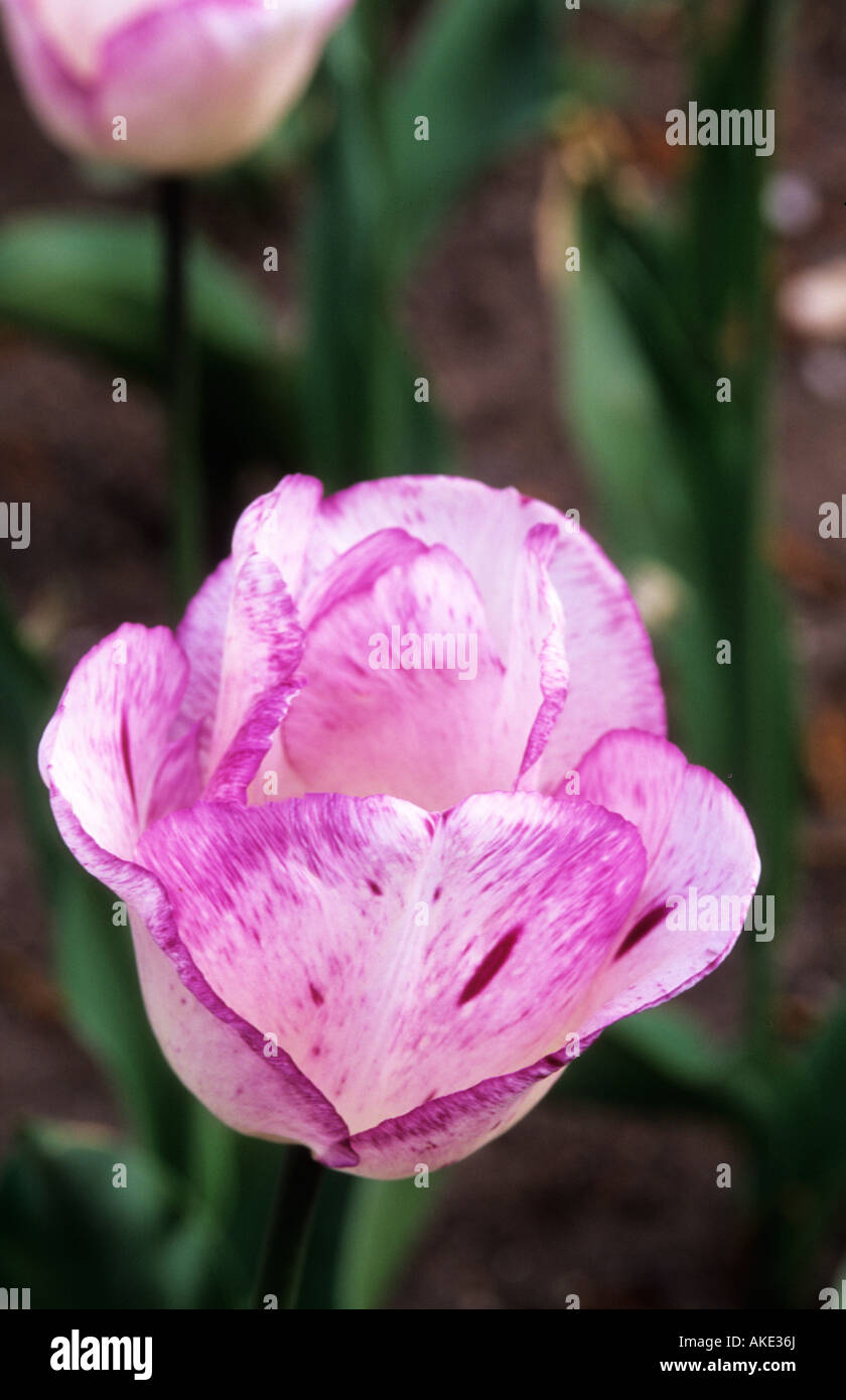 Tulipa shirley hi-res stock photography and images - Alamy