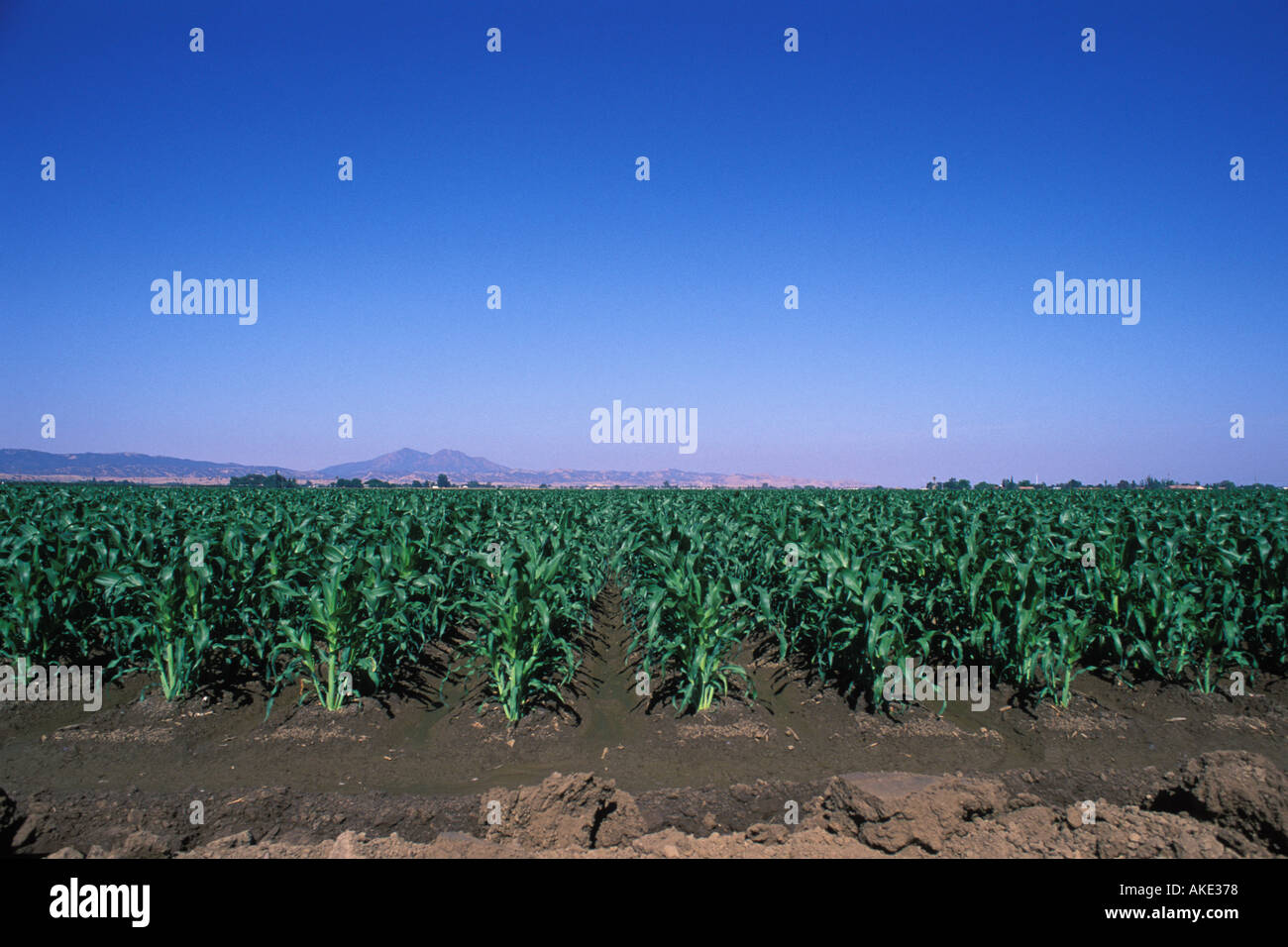 Field of young corn Stock Photo - Alamy
