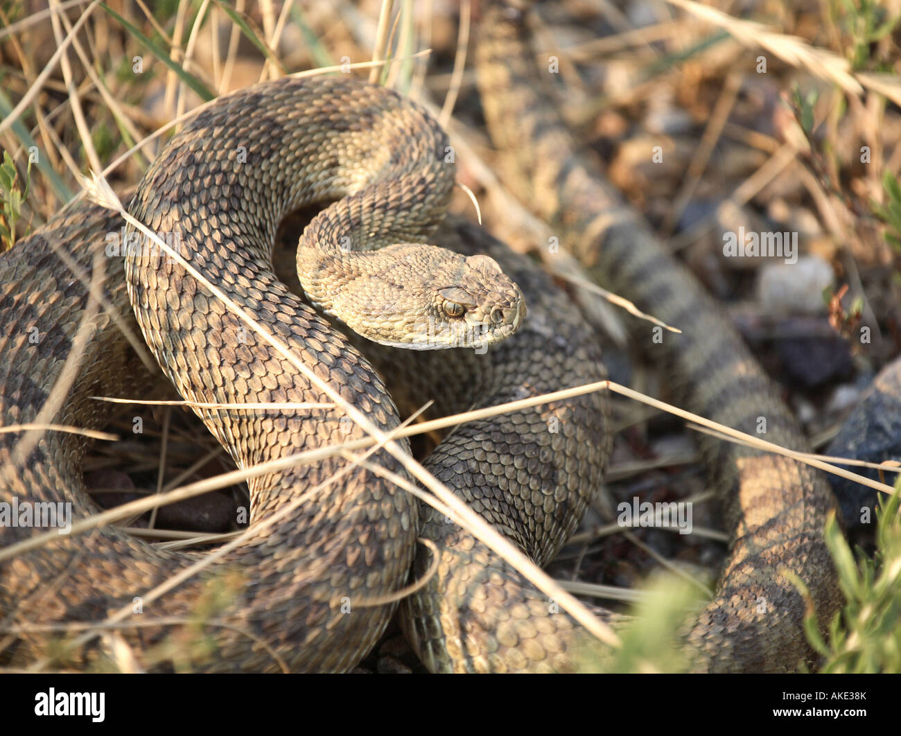 Woodlands saskatchewan hi-res stock photography and images - Alamy