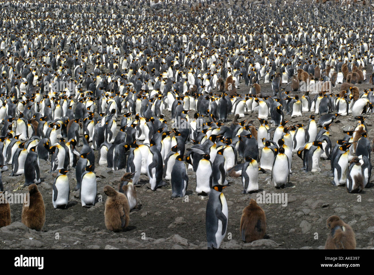 World largest icebreaker hi-res stock photography and images - Alamy