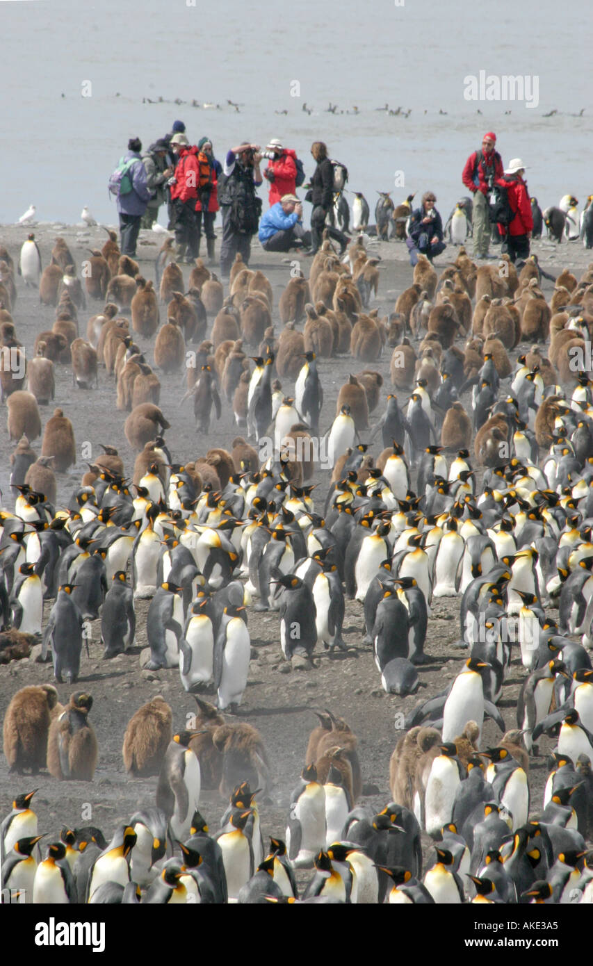 Rookery community antarctica hi-res stock photography and images - Alamy