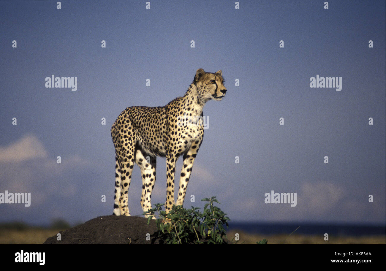 Cheetah eyesight hi-res stock photography and images - Alamy
