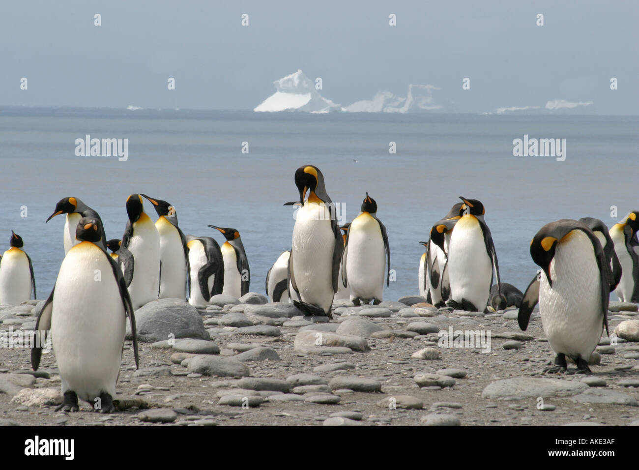 World largest icebreaker hi-res stock photography and images - Alamy