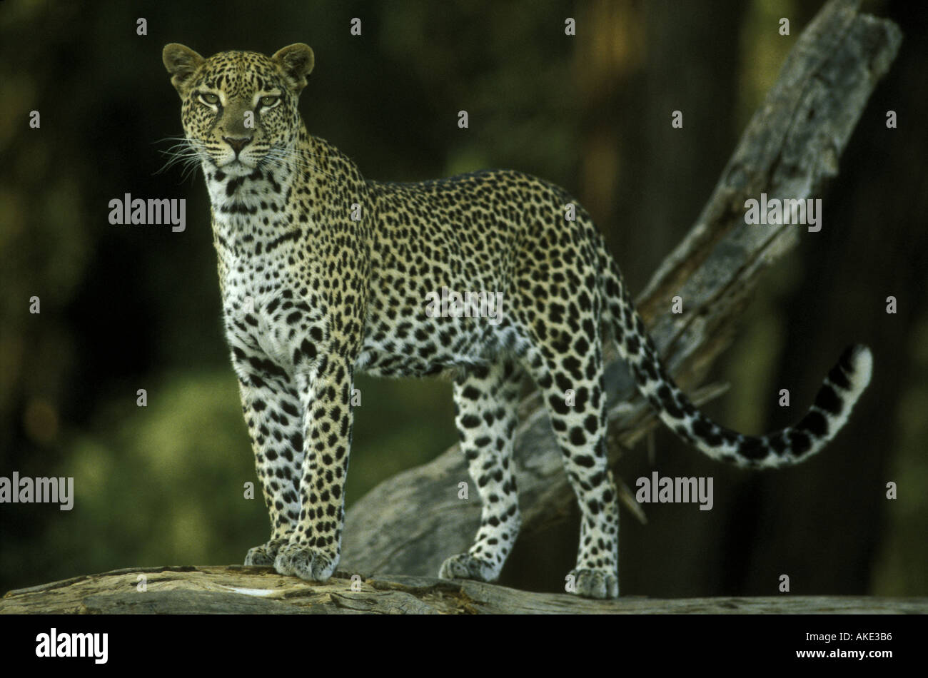 Camera on a stand hi-res stock photography and images - Alamy