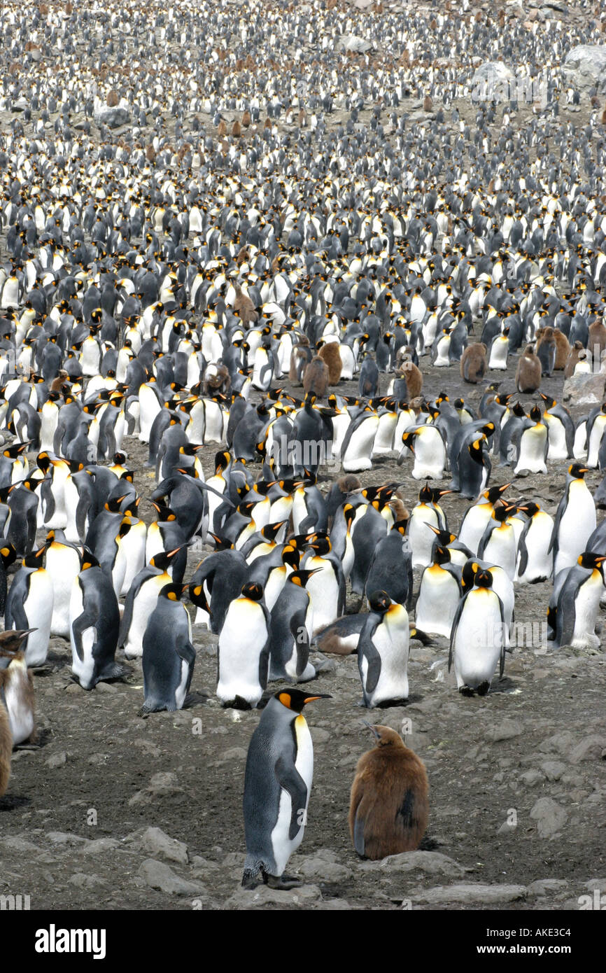 Massed King penguins at St Andrews Bay South Georgia the largest ...