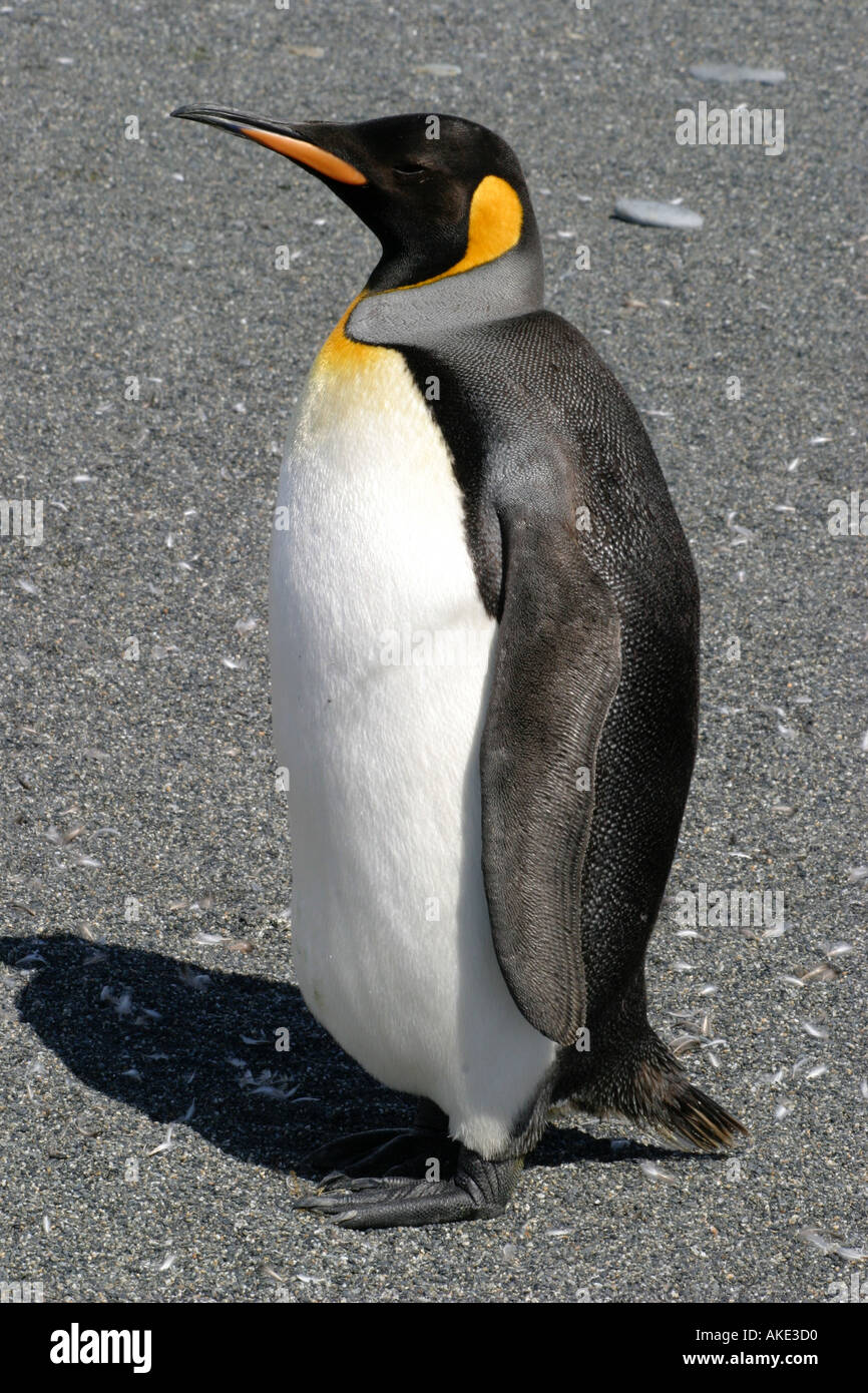 King Penguins at St Andrews Bay on South Georgia island which is the ...