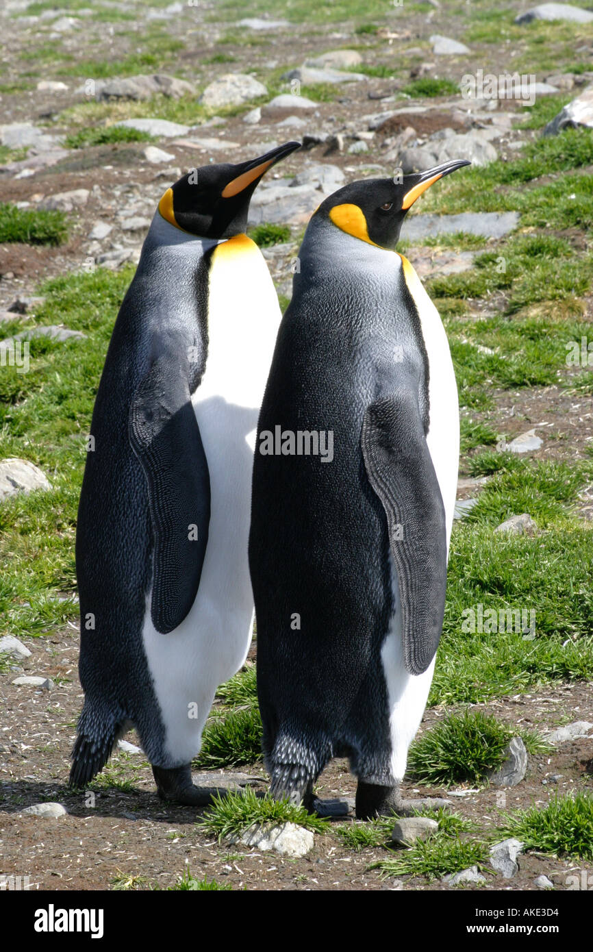 King Penguins at St Andrews Bay on South Georgia island which is the ...