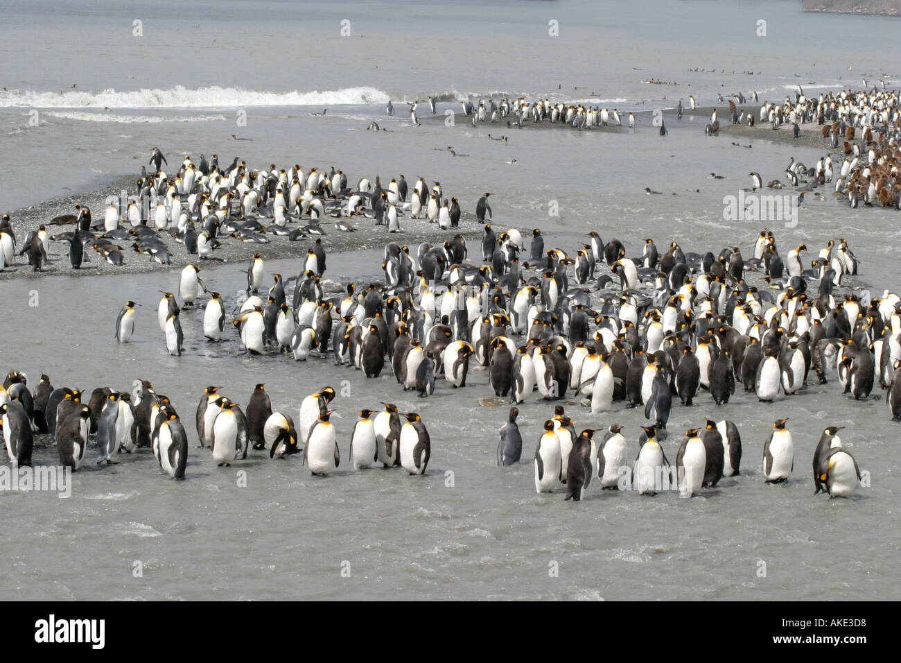 King Penguins at St Andrews Bay on South Georgia island which is the ...