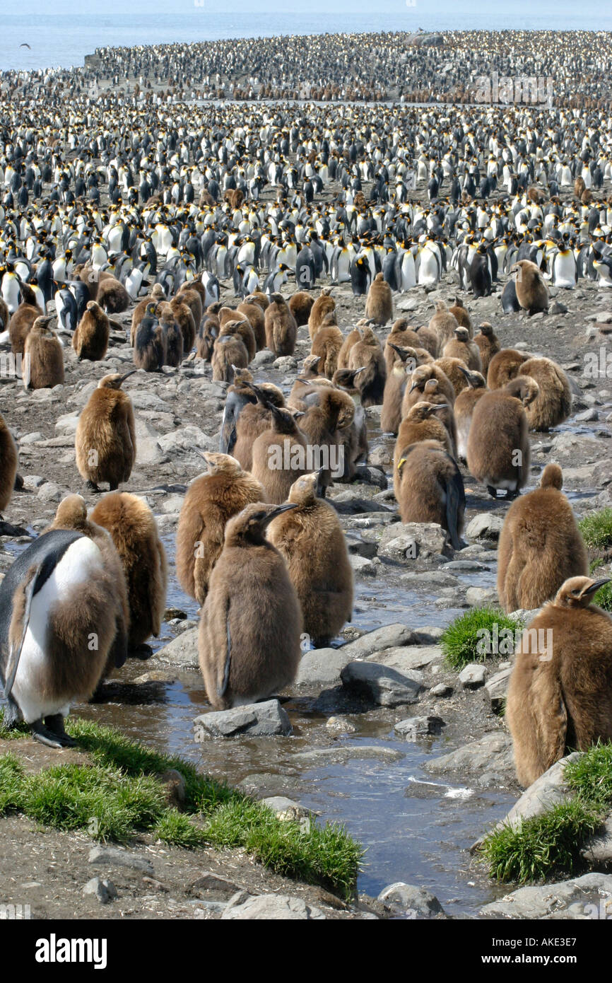 young pre moult chicks St Andrews Bay South Georgia the world s largest ...