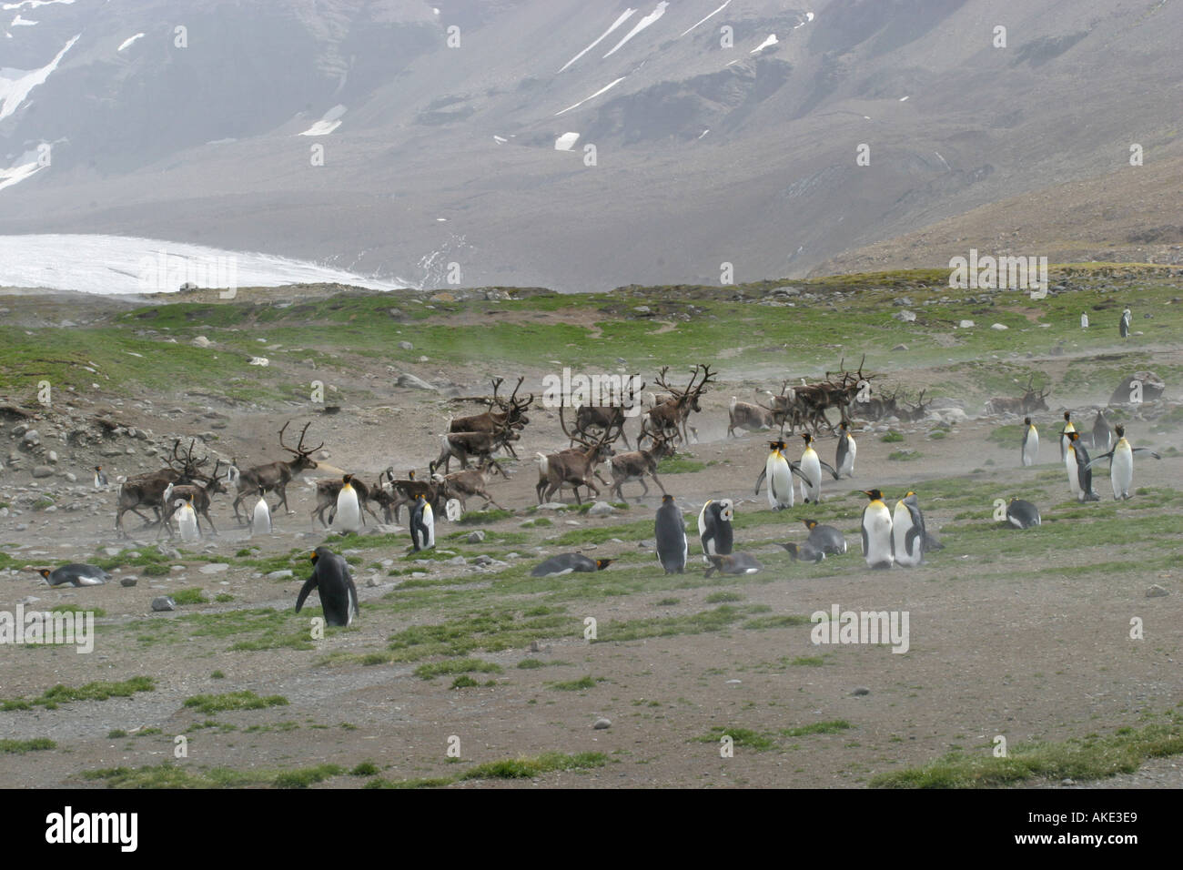 Reindeer running near King Penguins rookery at St Andrews Bay South ...