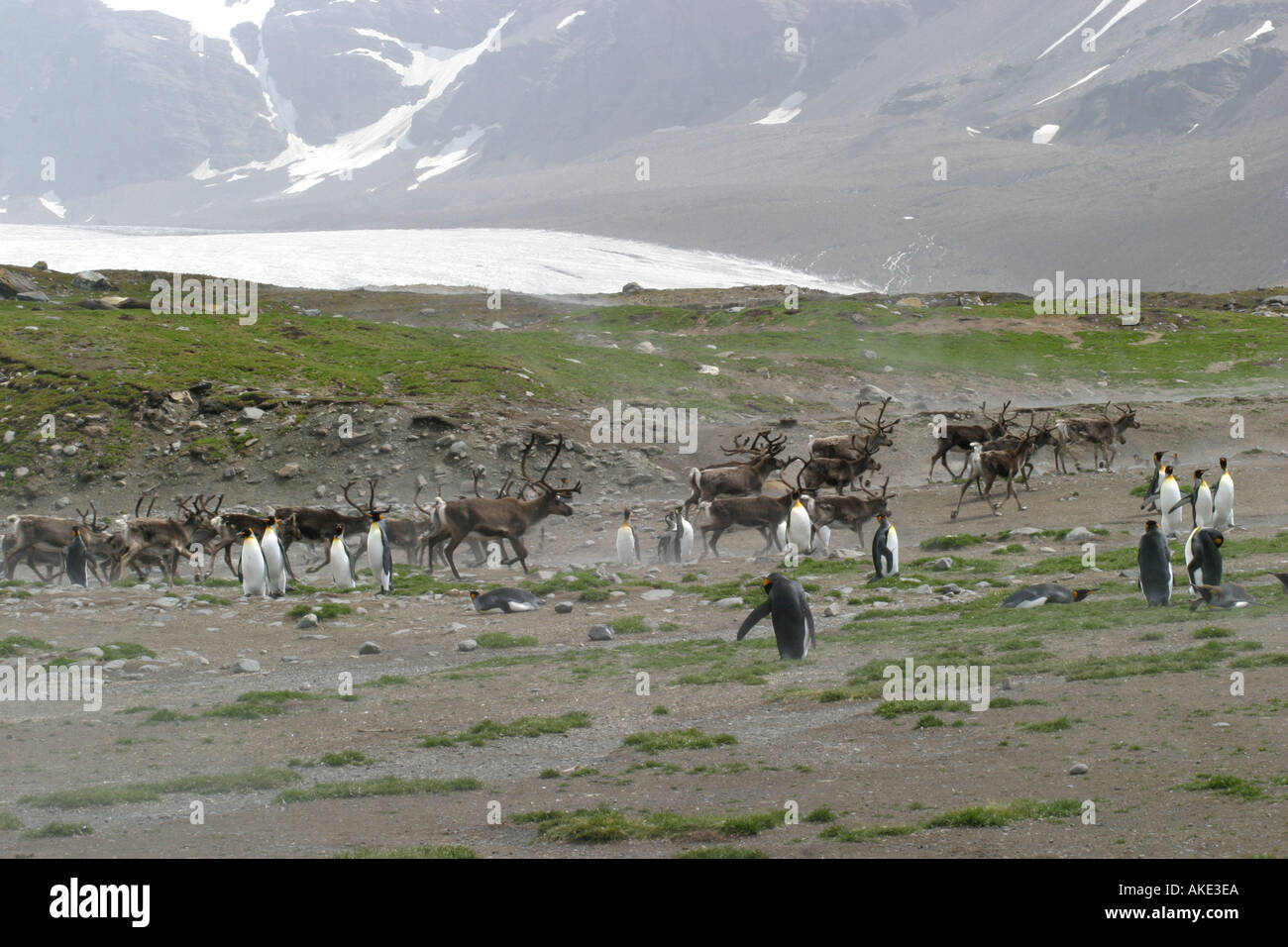 Five largest species hi-res stock photography and images - Alamy