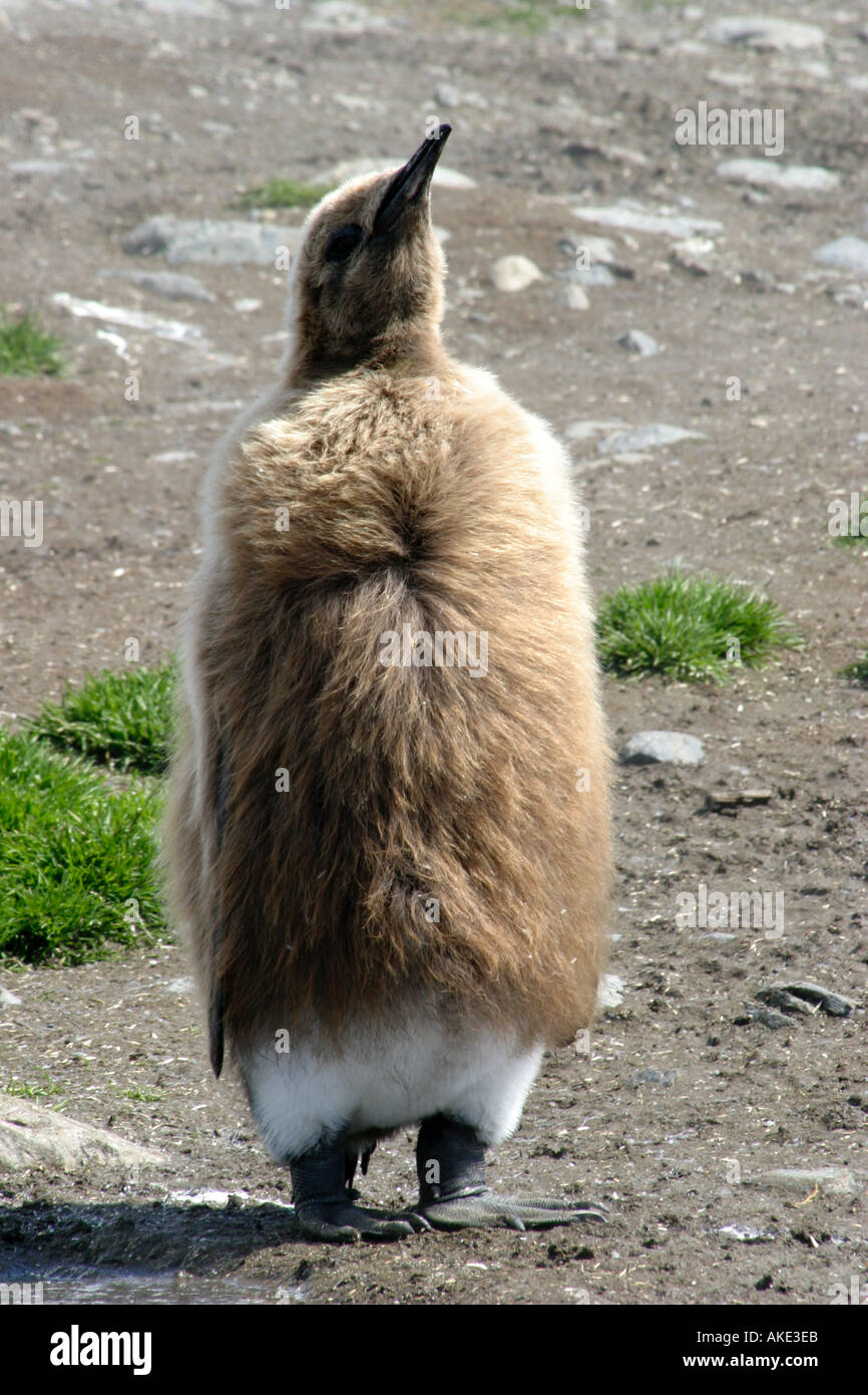 moulting King Penguin at St Andrews Bay Rookery South Georgia the ...