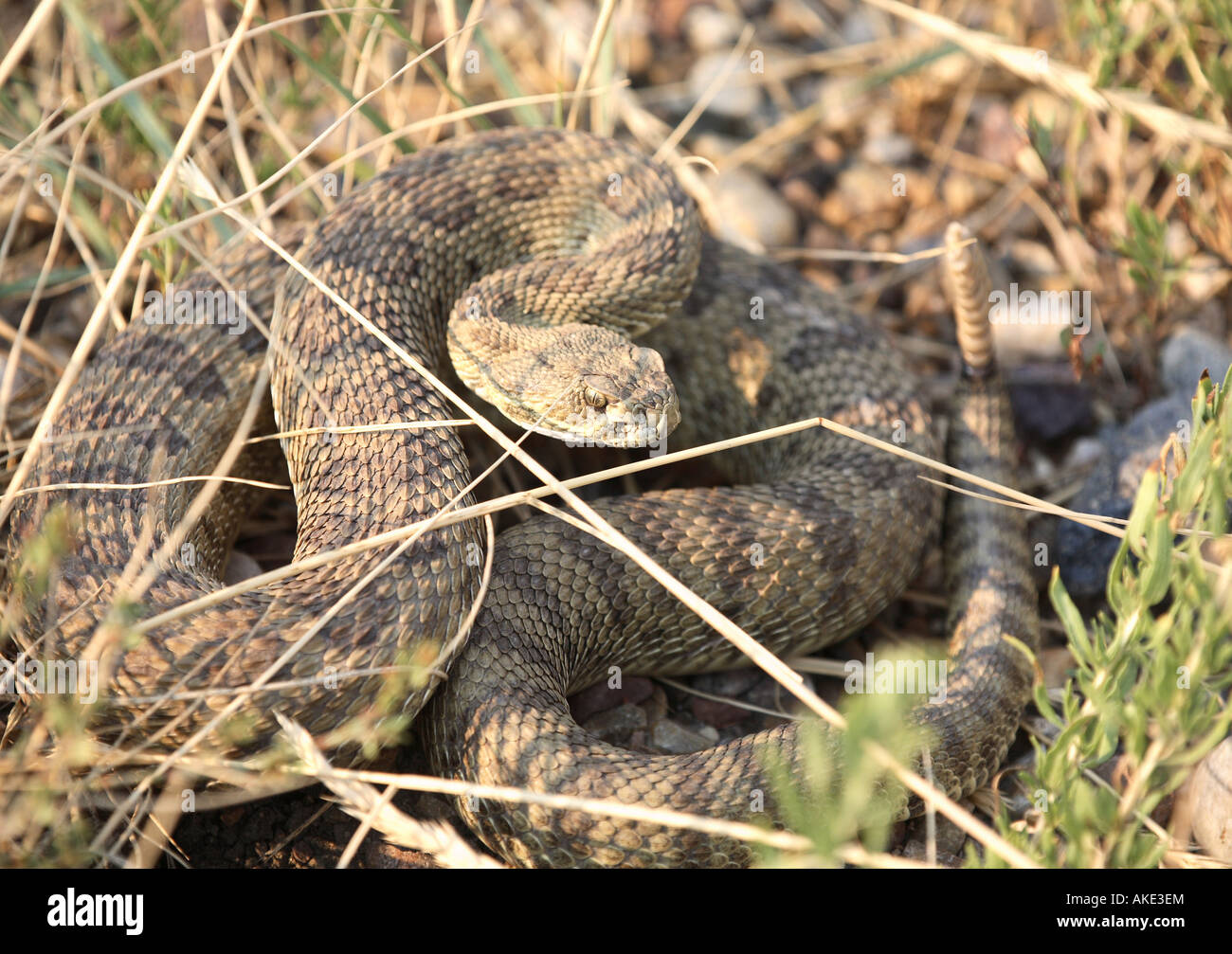 Woodlands saskatchewan hi-res stock photography and images - Alamy