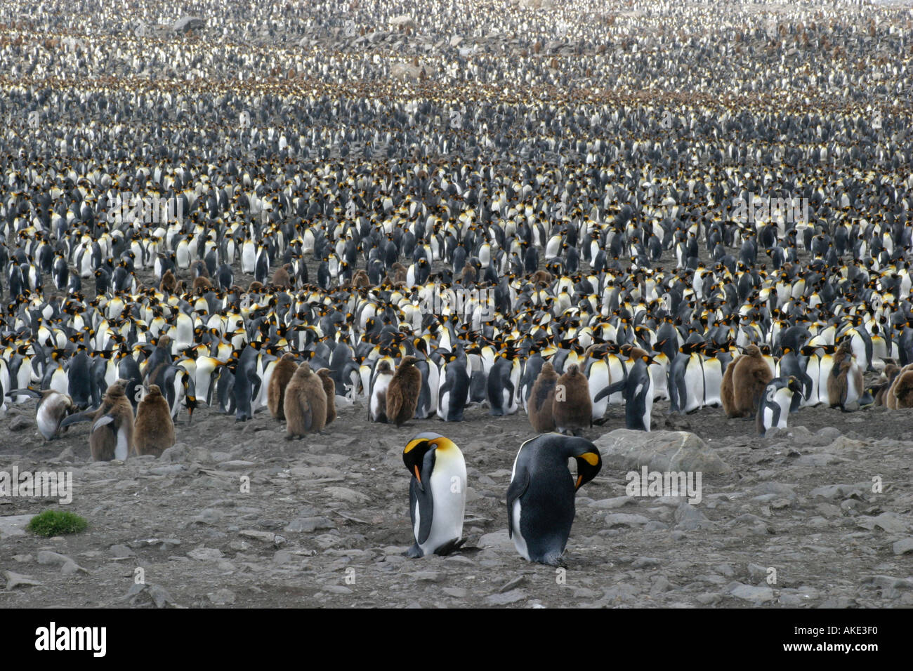 wall to wall King Penguins at St Andrews Bay South Georgia the largest ...