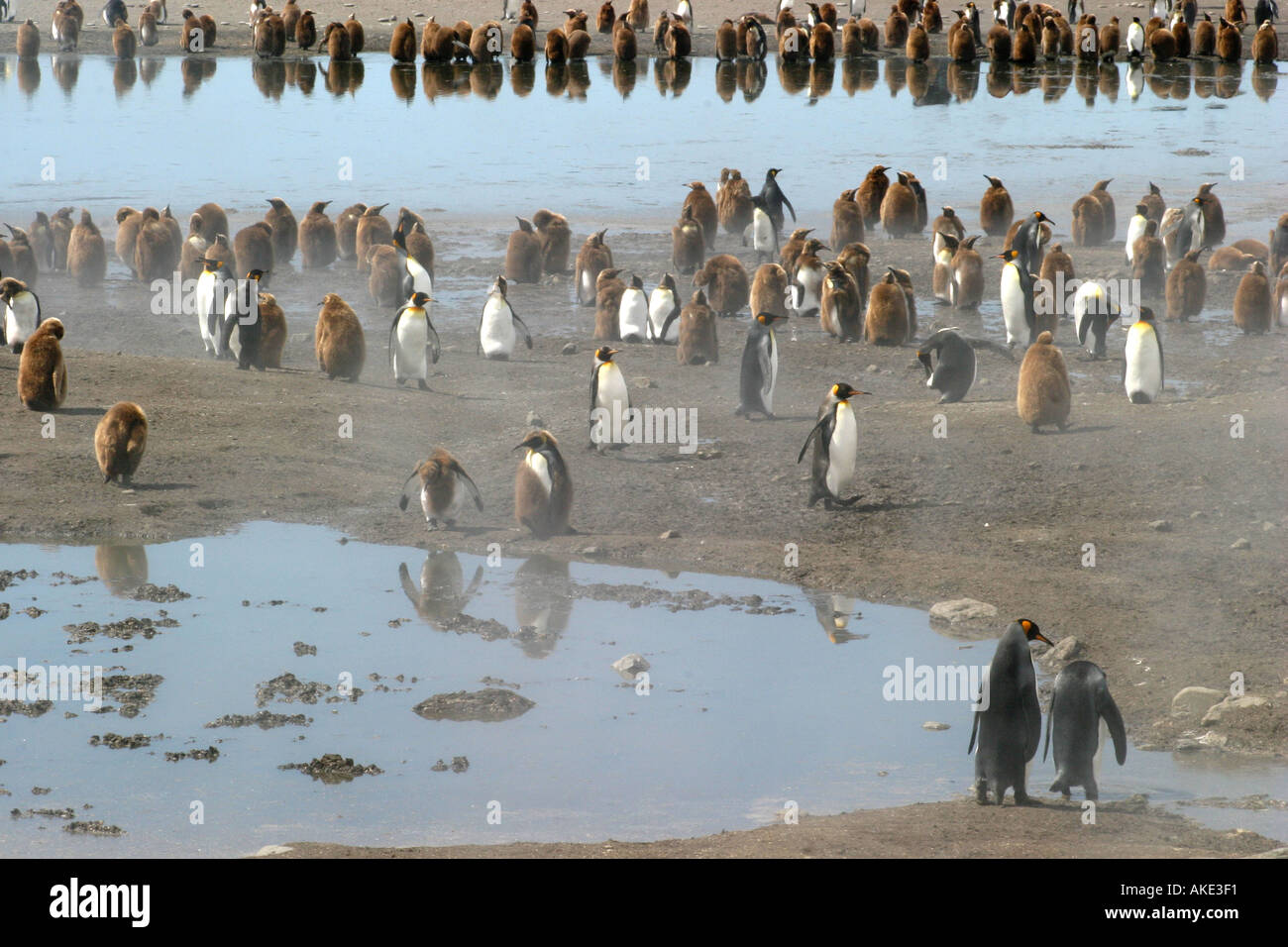 King Penguins at St Andrews Bay on South Georgia island which is the ...