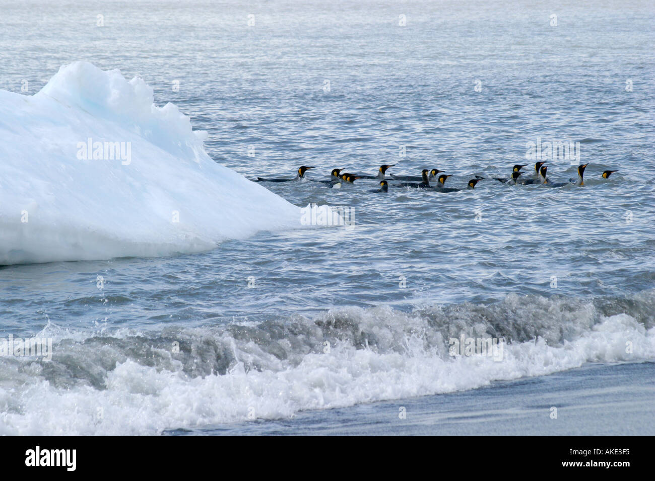 King penguins breed at St Andrews Bay,South Georgia,the largest rookery ...