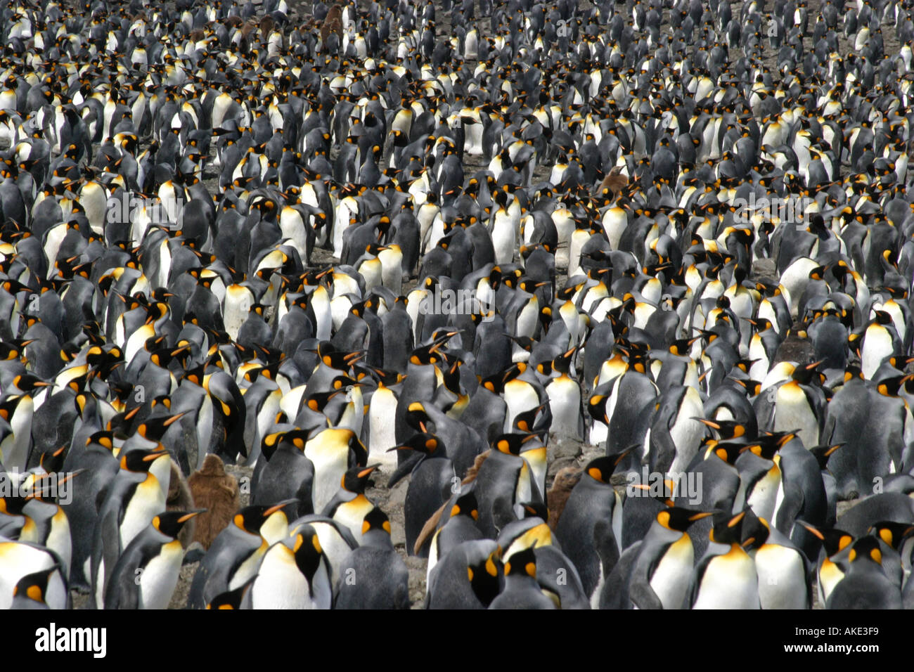 Massed King penguins at St Andrews Bay South Georgia the largest ...