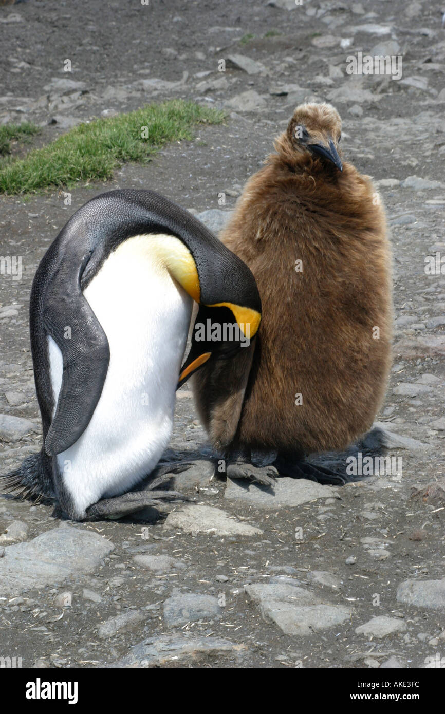 King Penguins at St Andrews Bay on South Georgia island which is the ...