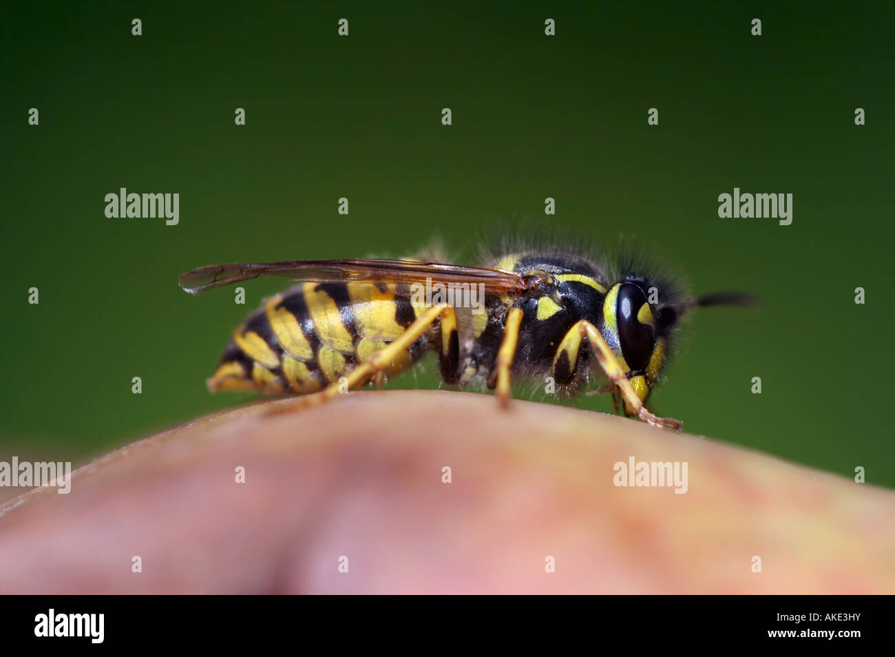 Common social wasp hi-res stock photography and images - Alamy