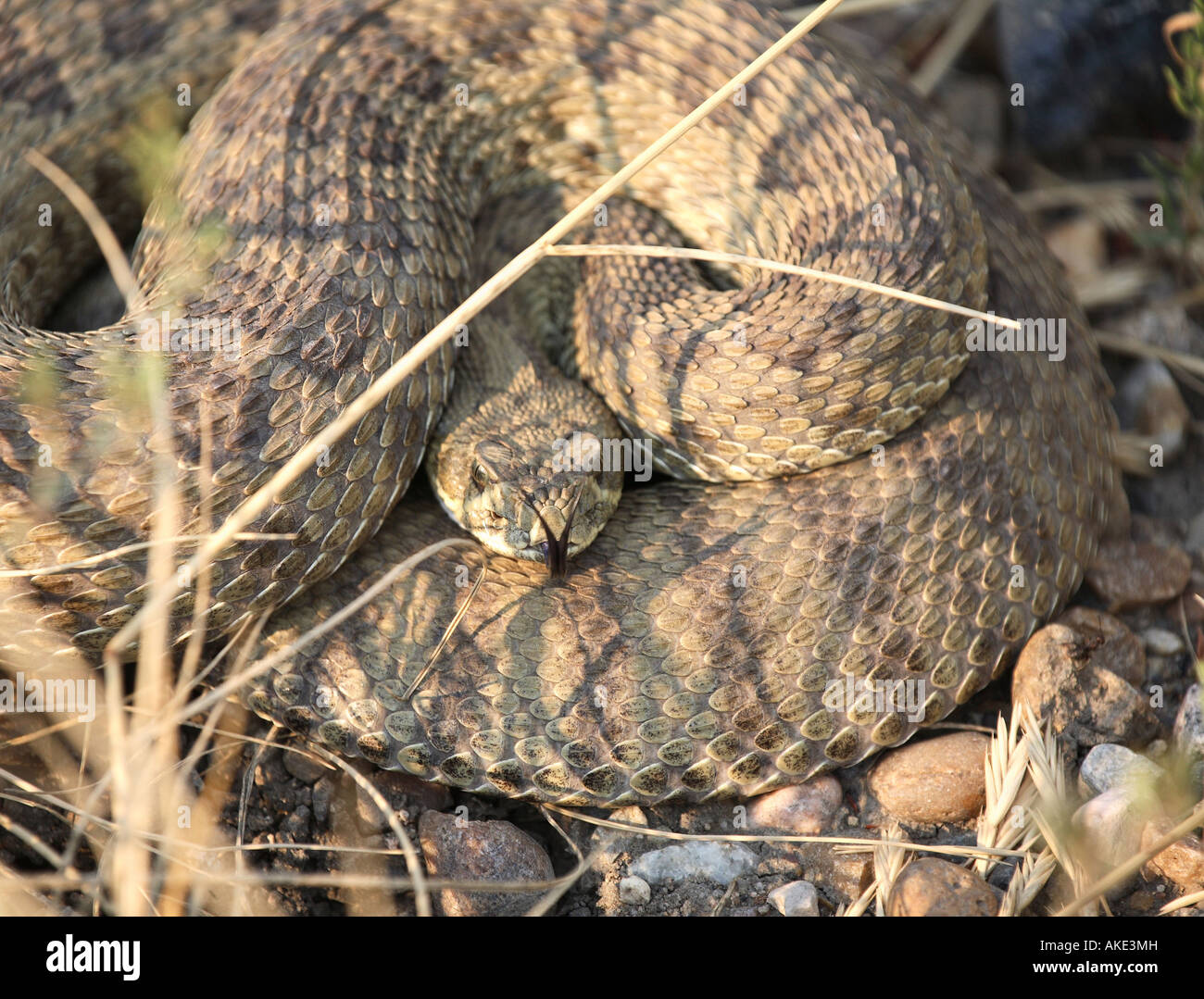 Rattlesnake curled beside a Saskatchewan road Stock Photo - Alamy