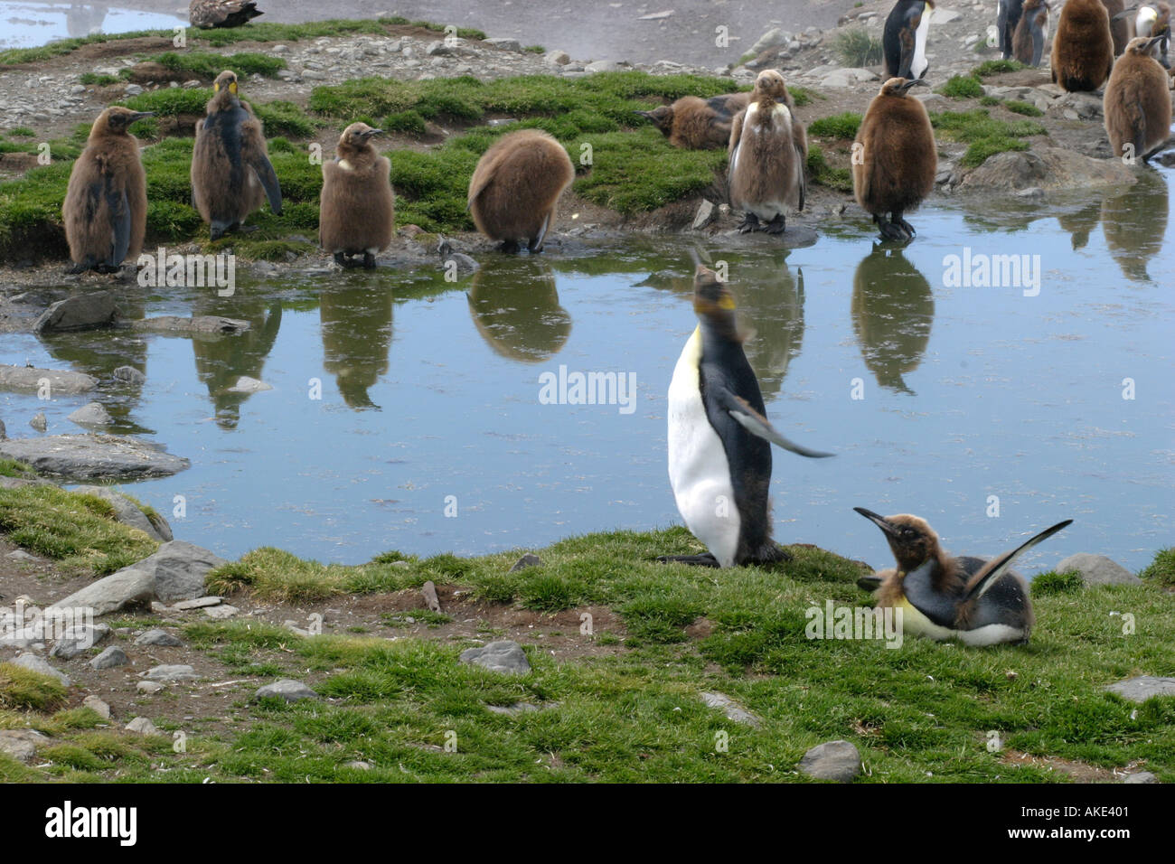 King Penguins at St Andrews Bay on South Georgia island which is the ...