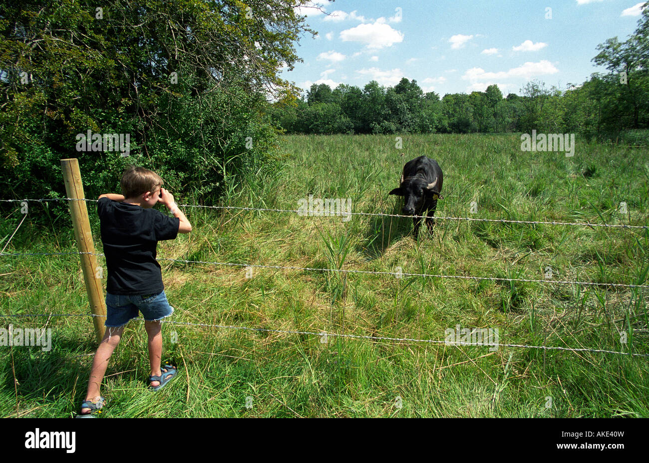 CHIPPENHAM FEN ASIAN WATER BUFFALO GRAZE NATURE CONSERVATION UK CONTROL ...