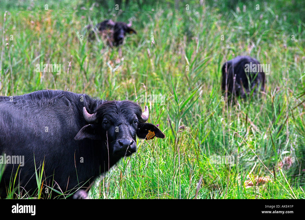 Chippenham fen hi-res stock photography and images - Alamy