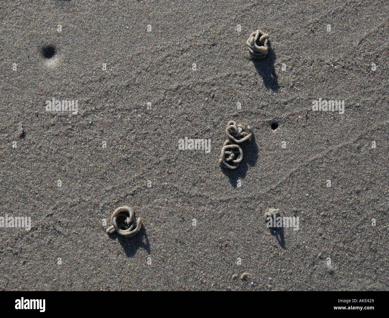 Worm trace hi-res stock photography and images - Alamy