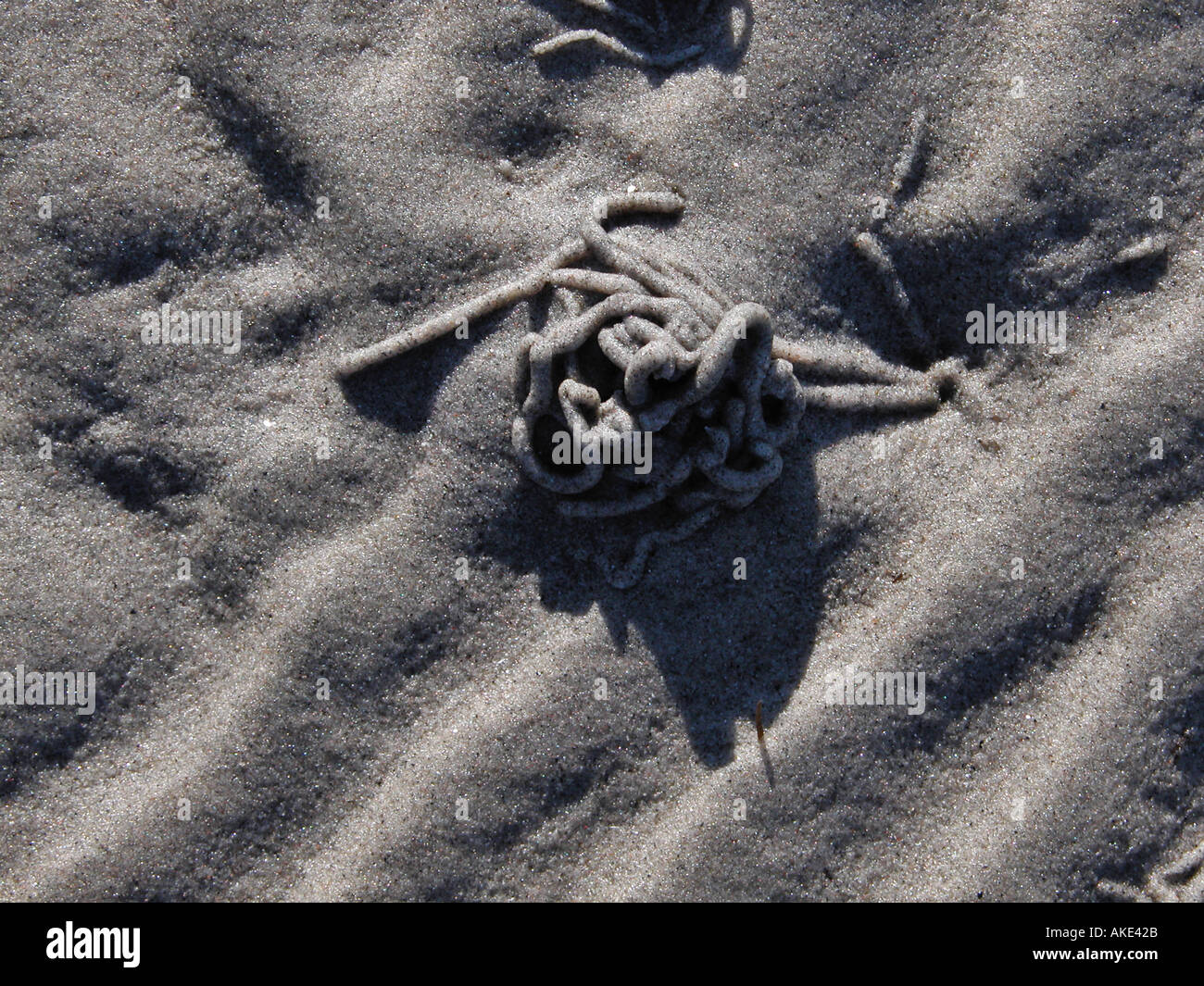 Traces of sandworm in the sand Westcoast of Sweden Stock Photo - Alamy
