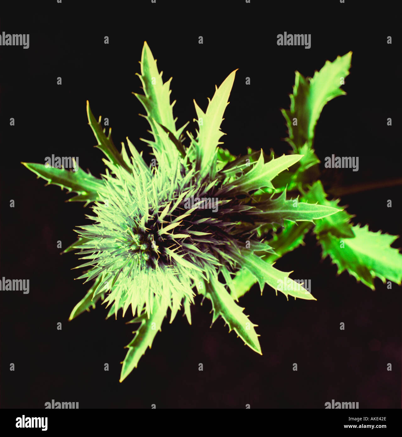 Fish thistle hi-res stock photography and images - Alamy