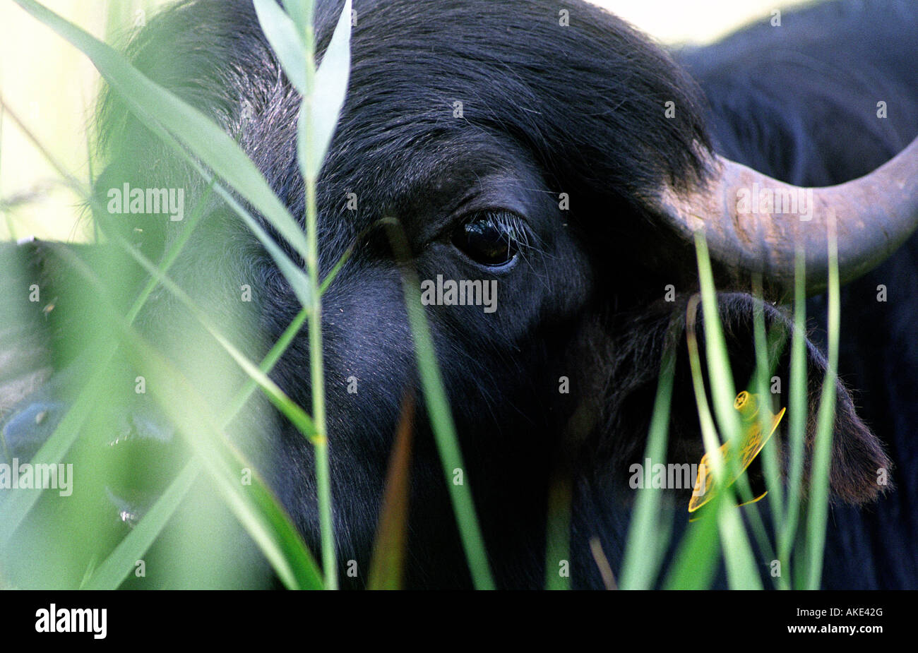 CHIPPENHAM FEN ASIAN WATER BUFFALO GRAZE NATURE CONSERVATION UK CONTROL ...