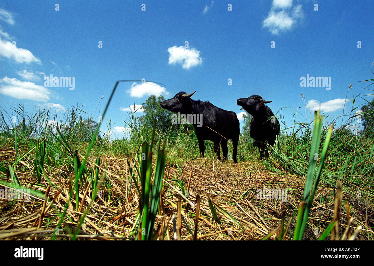 CHIPPENHAM FEN ASIAN WATER BUFFALO GRAZE NATURE CONSERVATION UK CONTROL ...
