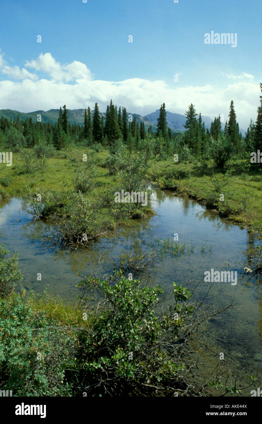 teklanika river and taiga, denali national park, usa Stock Photo - Alamy