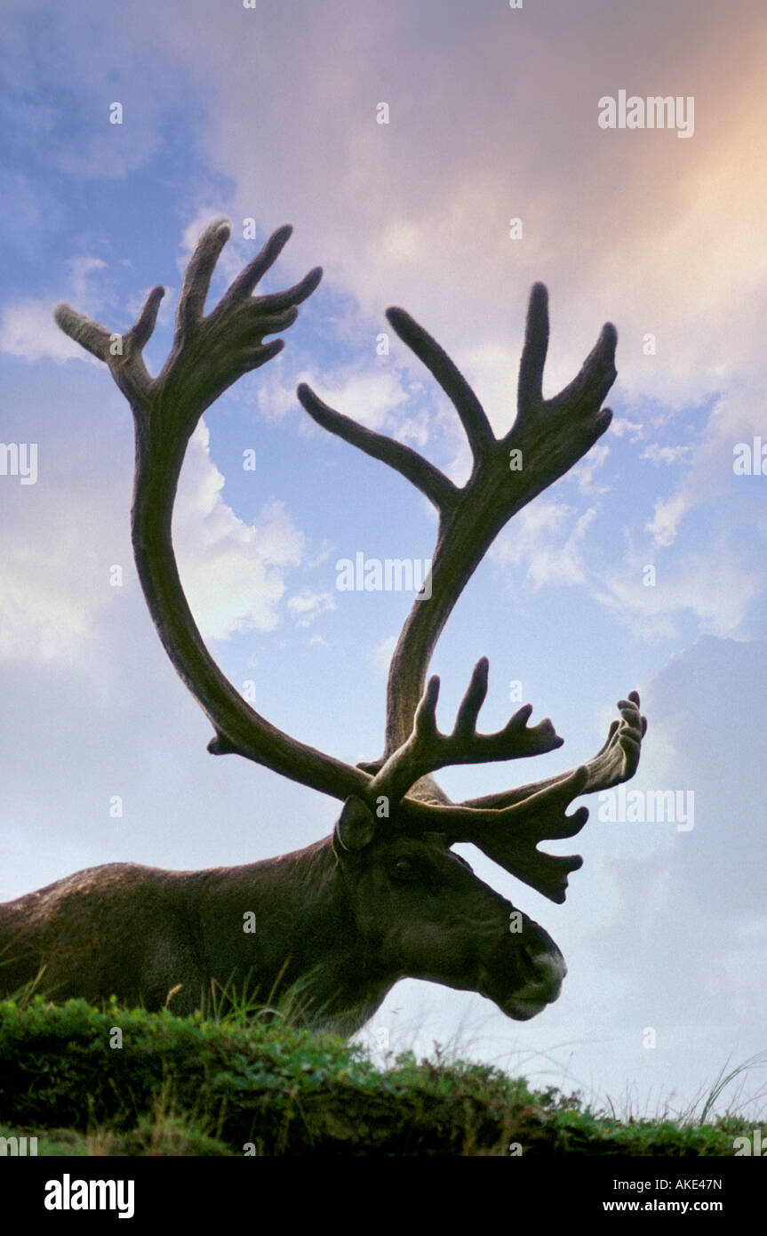 caribou, denali national park, usa Stock Photo - Alamy