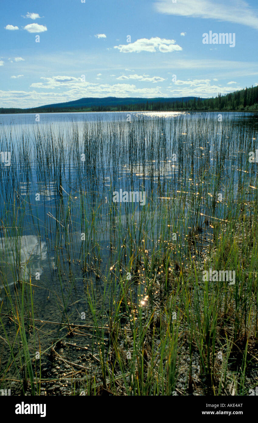 lake along the klondike highway, carcross, canada Stock Photo - Alamy