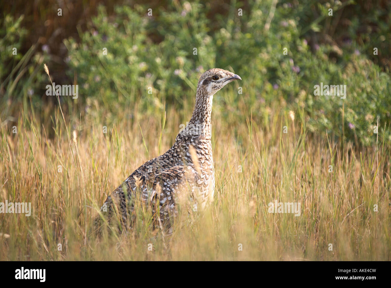 Sharp tailed Grouse in native Saskatchewan grass Stock Photo - Alamy