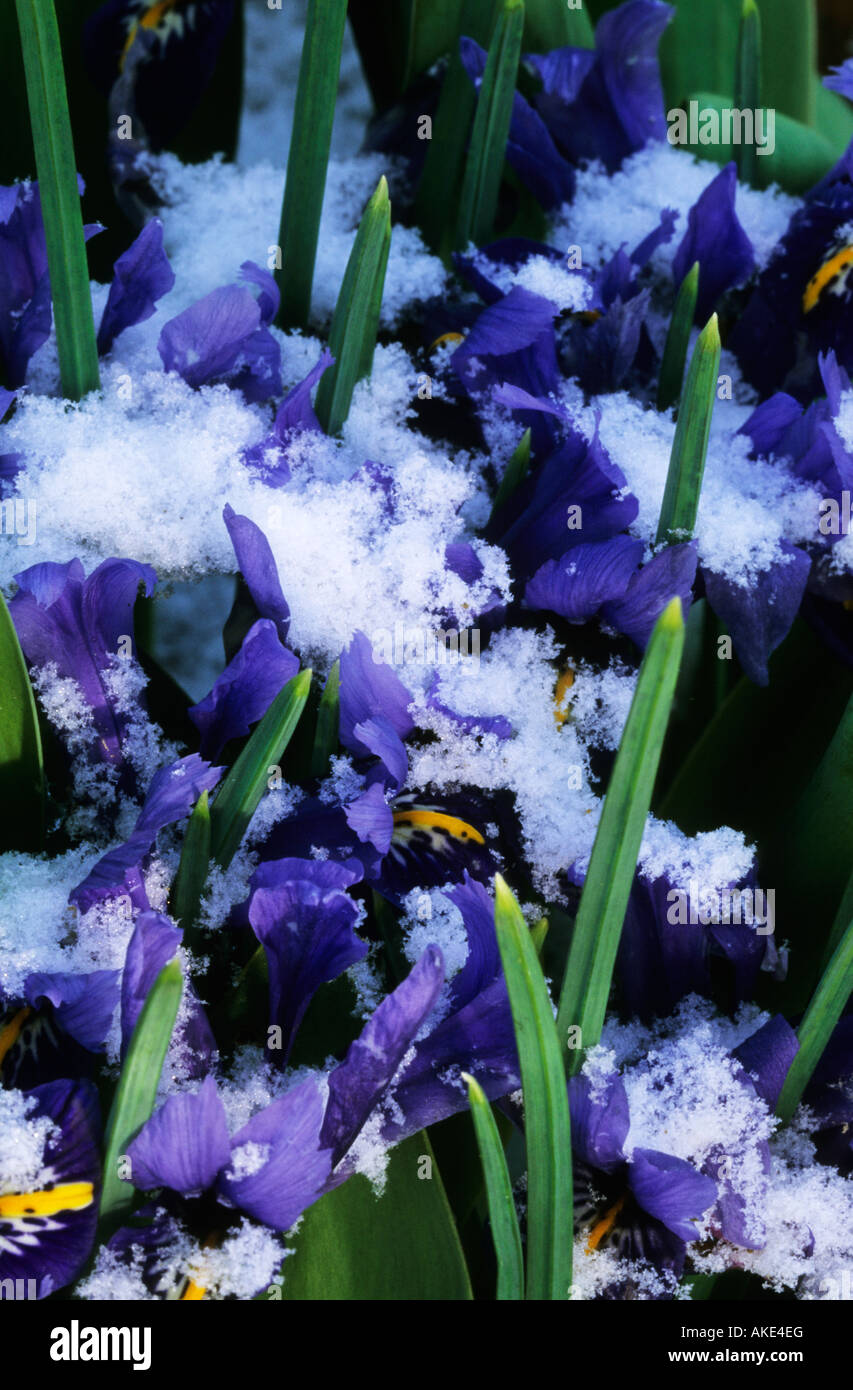 snow on Iris reticulata Stock Photo - Alamy