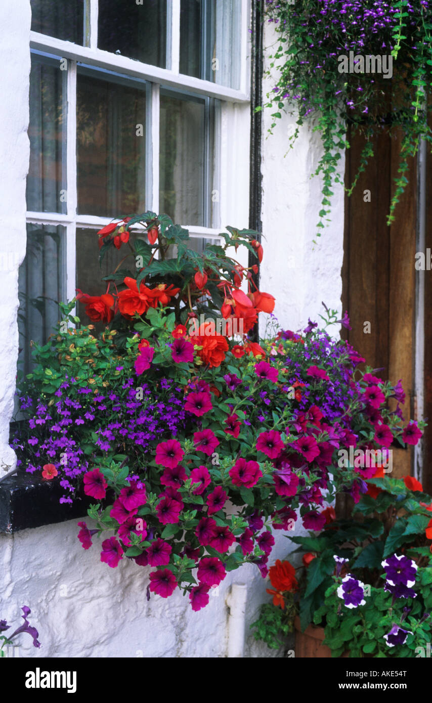 Summer flowering colourful window box with Petunias Begonias and ...