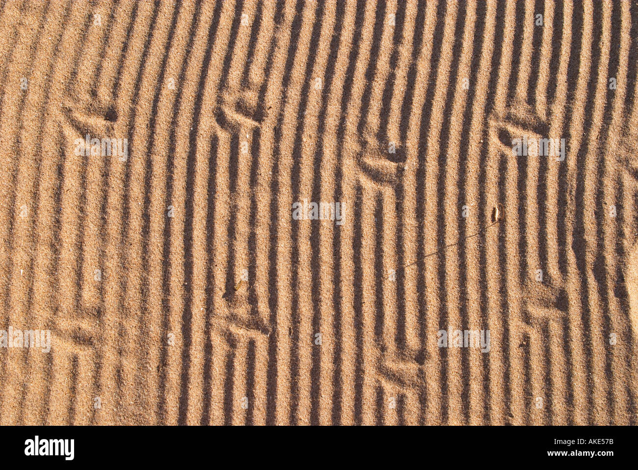 Bird footsteps on sand Stock Photo - Alamy