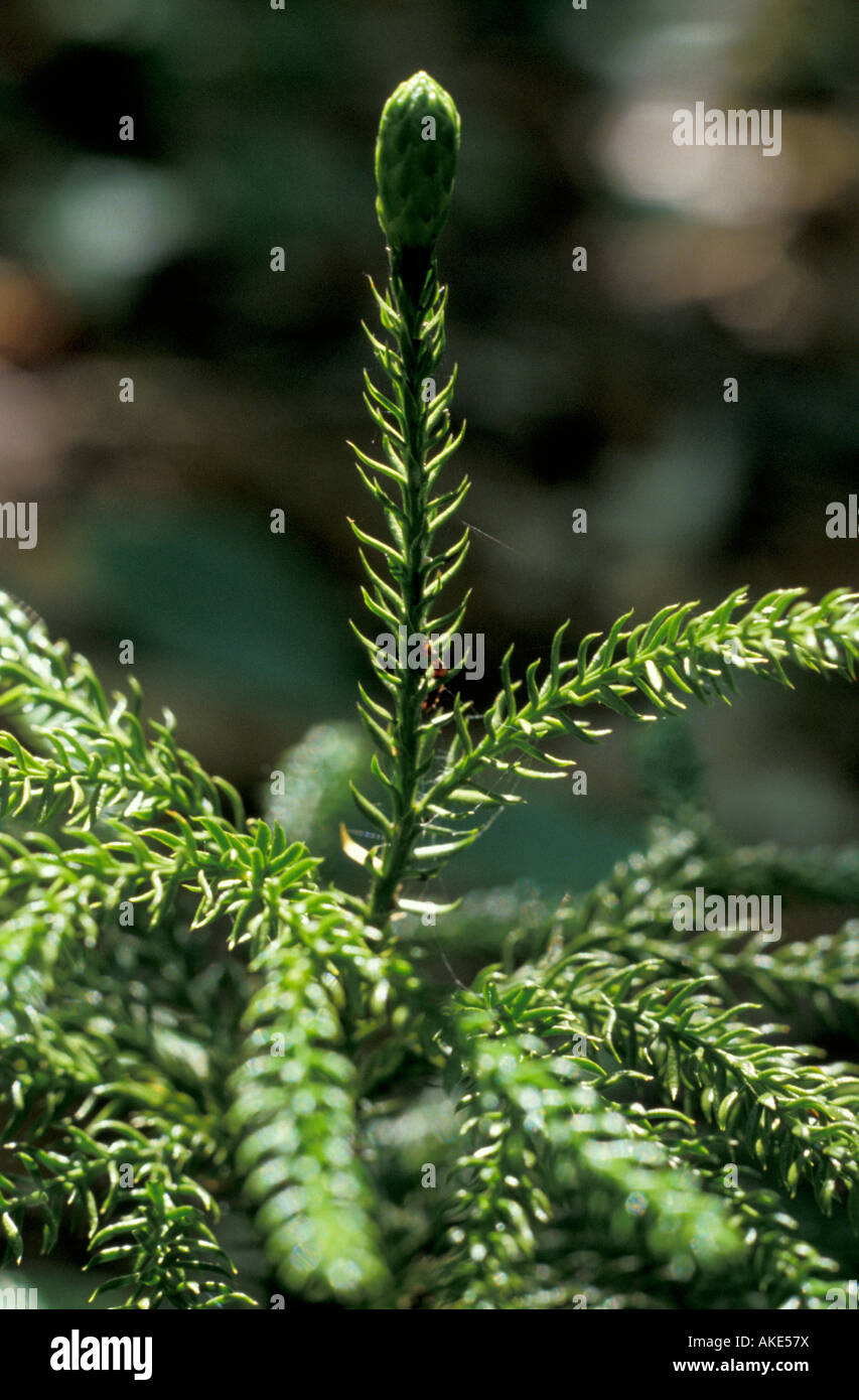 Lycopodium dendroideum moss hi-res stock photography and images - Alamy