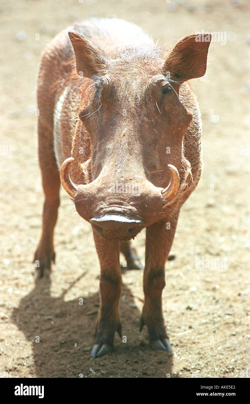Wart Hog in Kenya East Africa Stock Photo - Alamy