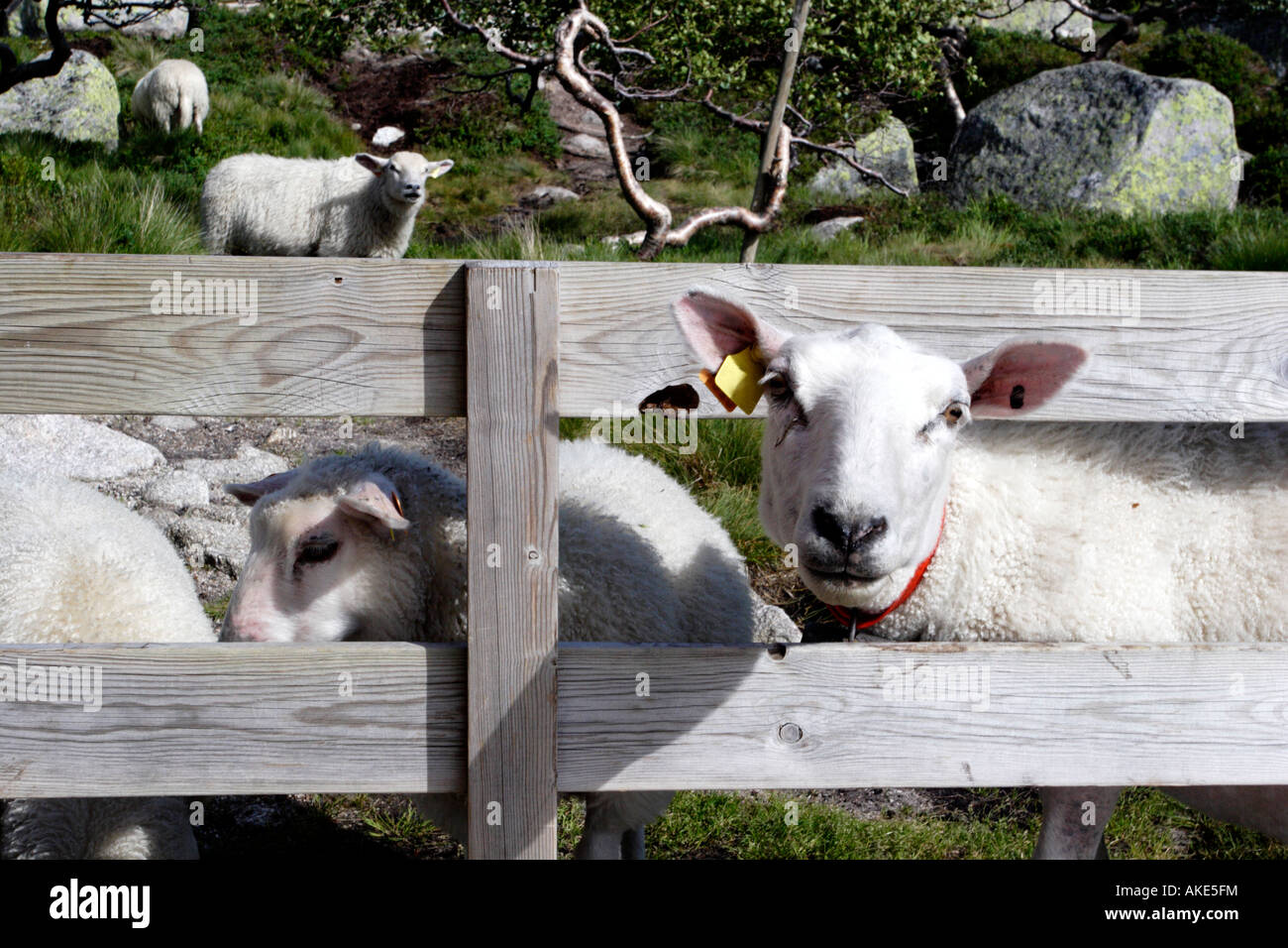 Sheep in Norway Stock Photo - Alamy