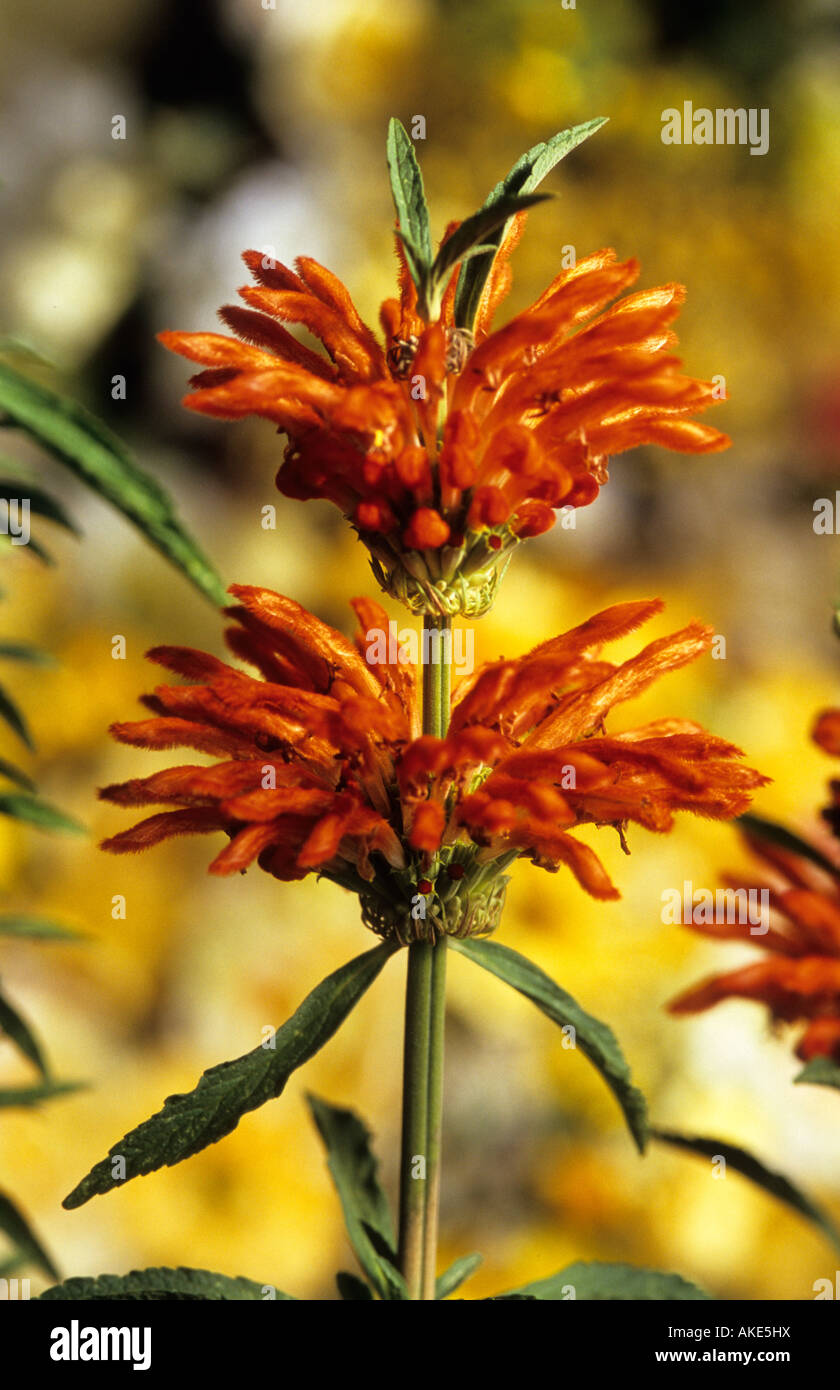 Lion s ear Leonotis leonurus Stock Photo - Alamy